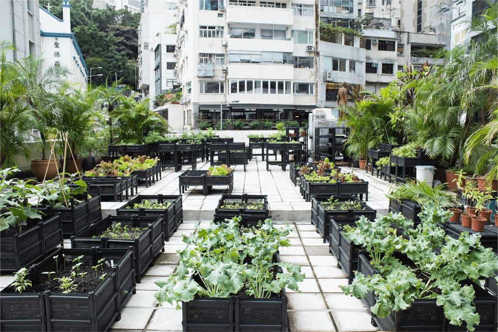 Urban Gardening Strategies - Roof Top Gardens